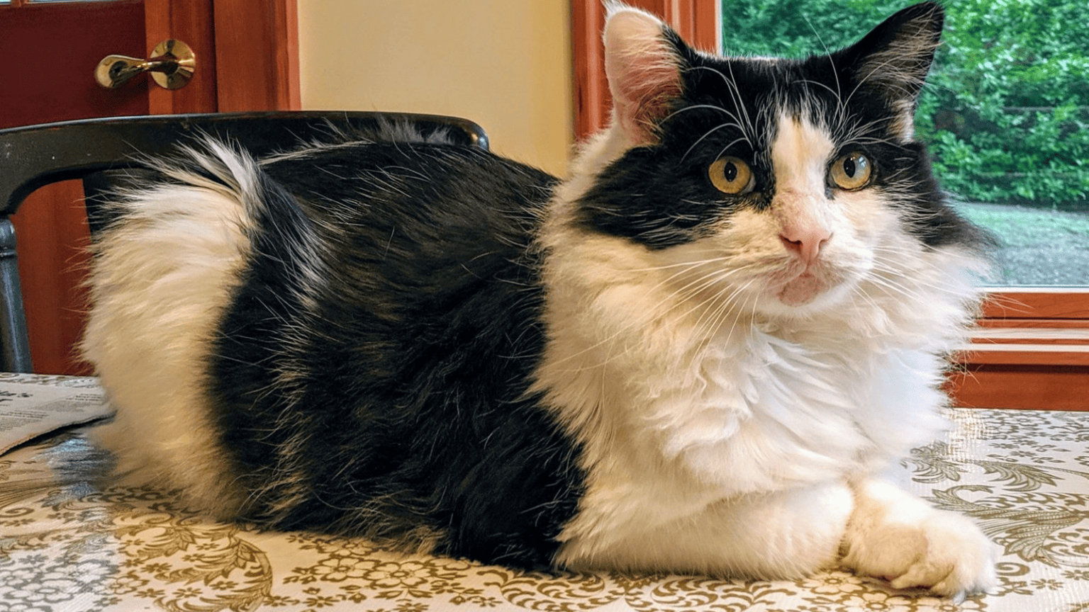 Unique Fund Helps Older Cats Thrive | Cat Adoption Team